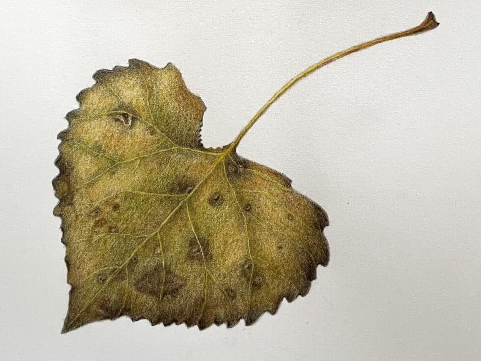 Drawing from Nature: Autumn Leaves with Helen Byers – G25090308 - Ghost ...