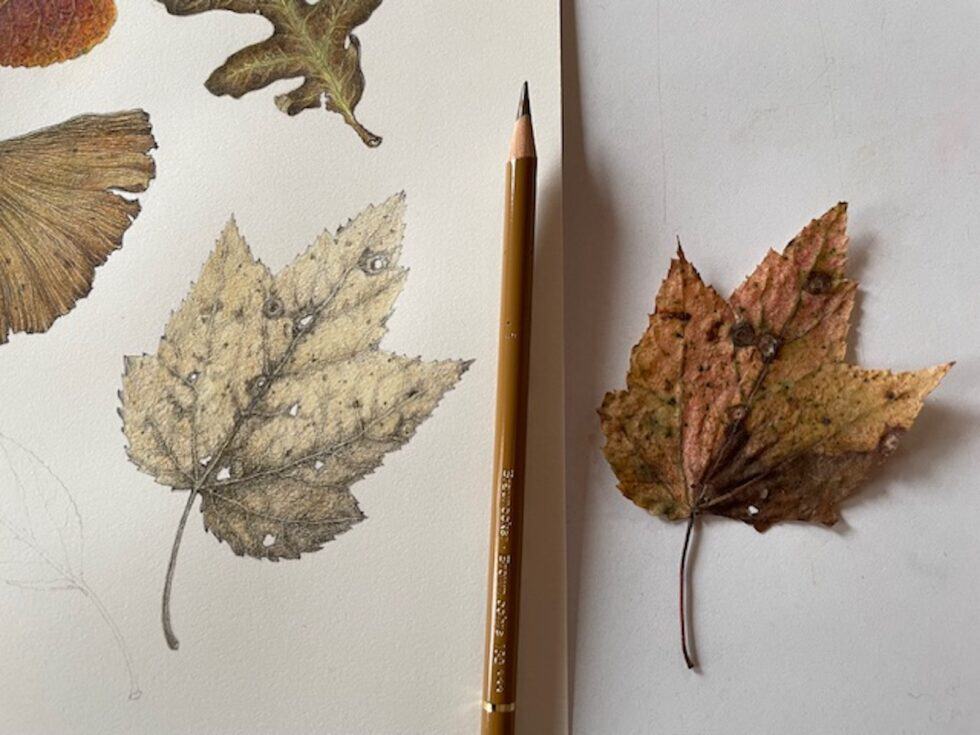 Drawing from Nature: Autumn Leaves with Helen Byers – G25090308 - Ghost ...