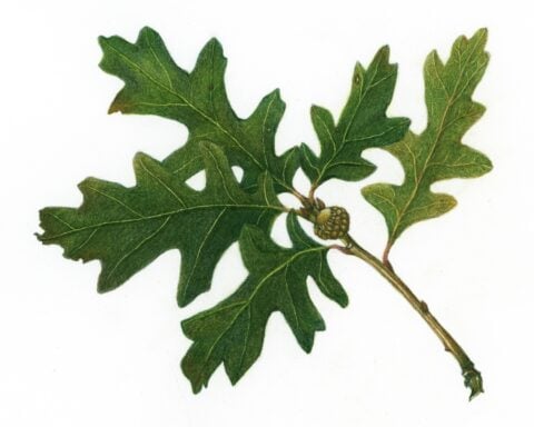 Drawing from Nature: Autumn Leaves with Helen Byers – G25090308 - Ghost ...